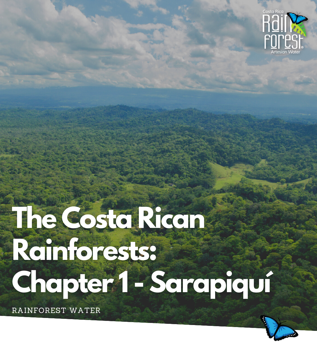 Costa Rican RainForest Series: Chapter 1 - Sarapiquí 🌳 – RAINFOREST WATER