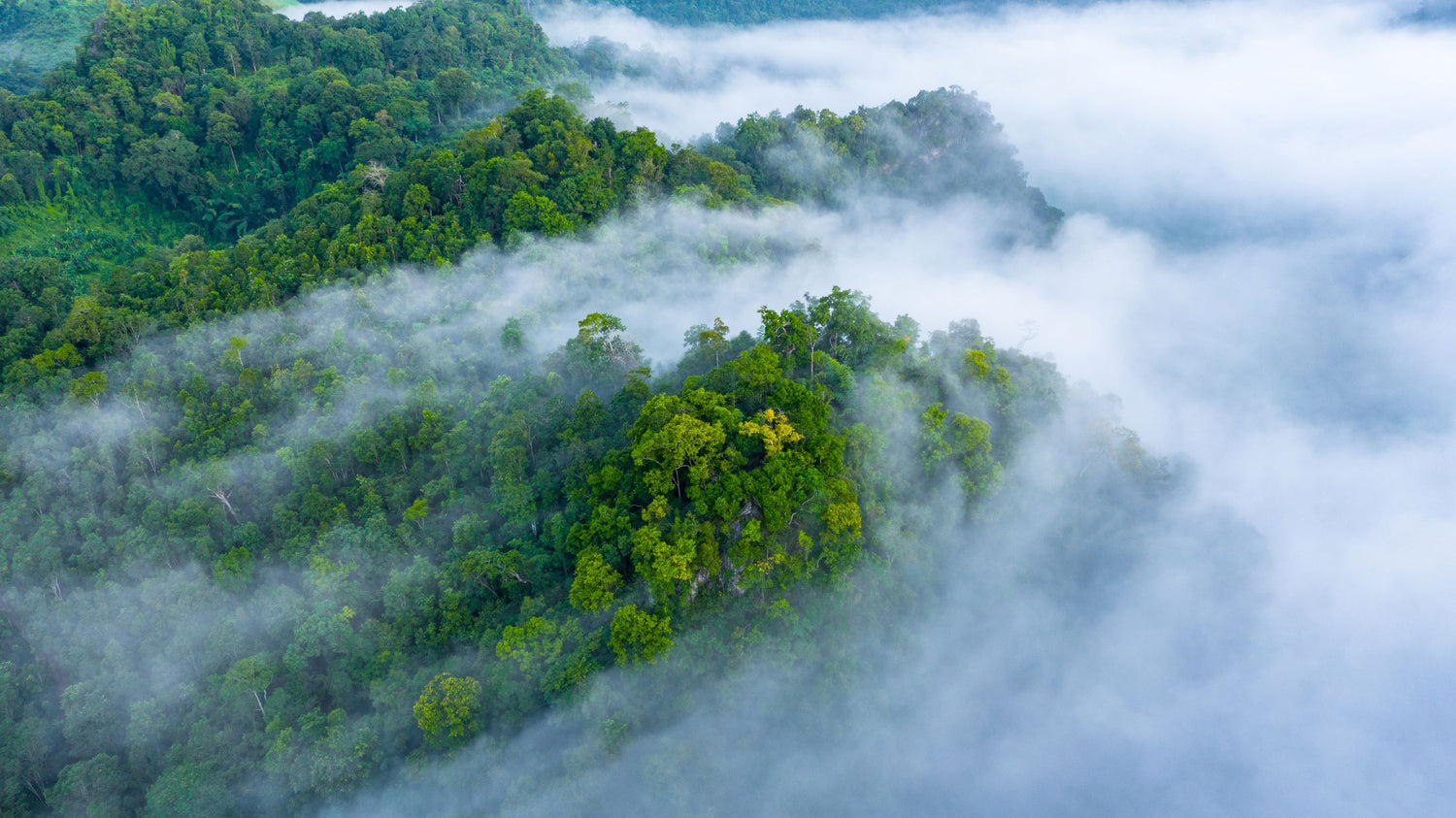 The Most Sustainable Water in the World – RAINFOREST WATER