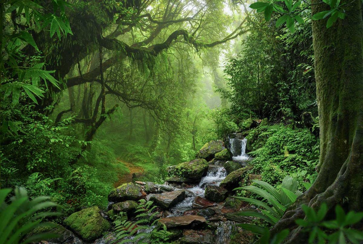 Natural Artesian Spring Water from the magical RainForest of Costa Rica ...